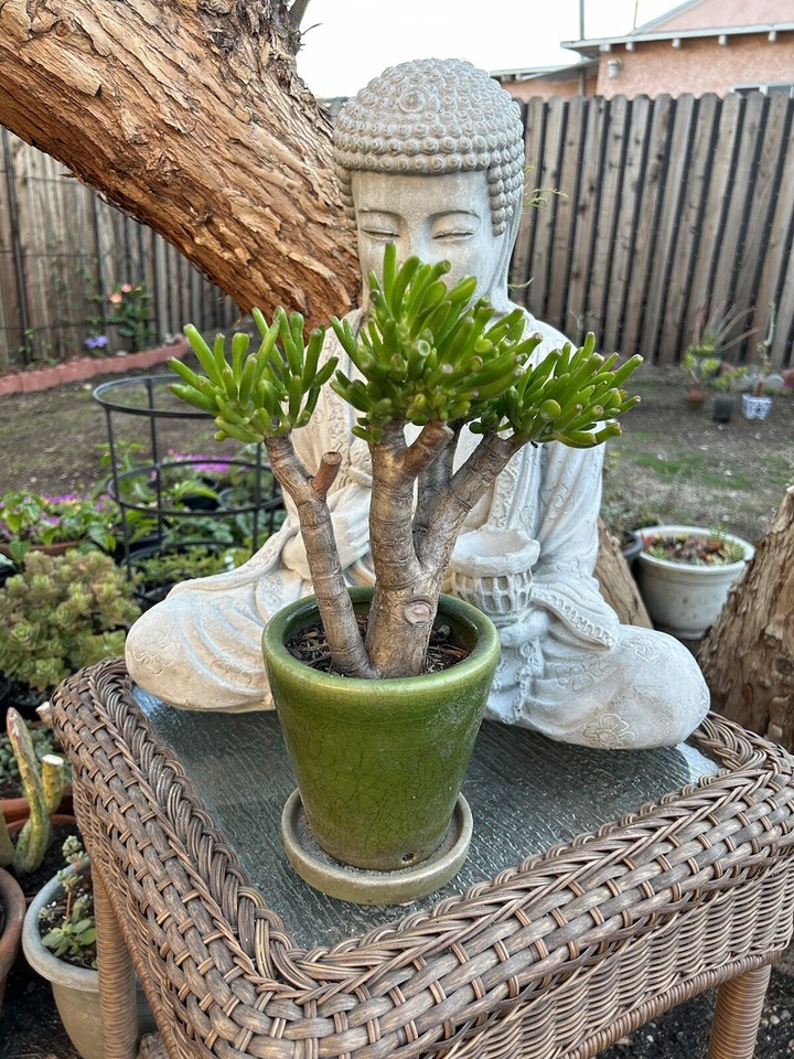 Crassula Ovata Gollum Jade Hobbit Plant Art Plant Bonsai Hobbit Plant ...