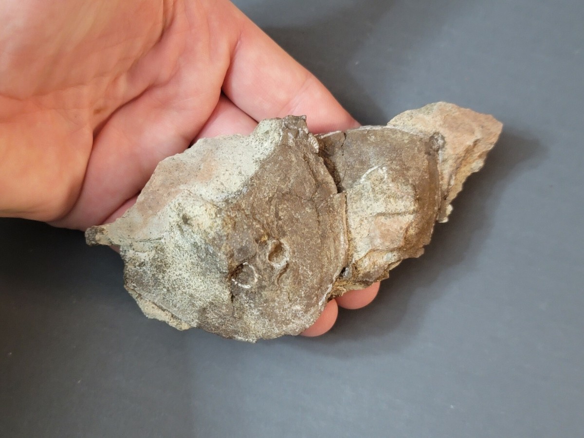 Rare Specimen Of Devonian Armored Fish Wladysagitta The Placoderms May