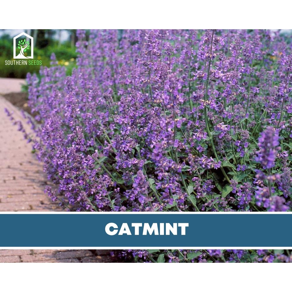 Catmint Seeds, Heirloom Medicinal Herb, Nepeta mussinii, USA Grown | eBay