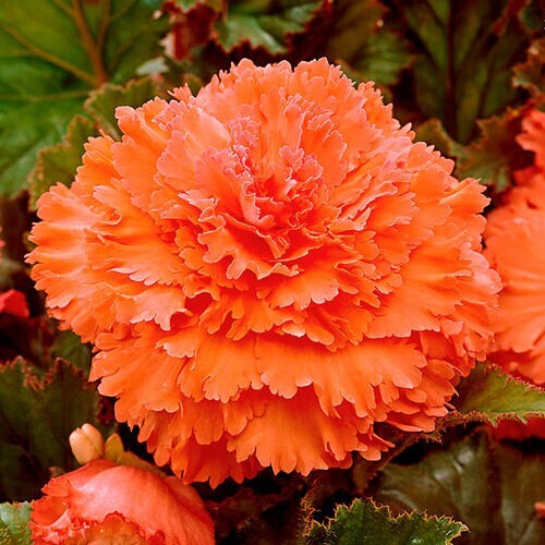 Lot 43 Begonia Fimbriata Salmon x 12 Corms. Pretty Orange Ruffled ...