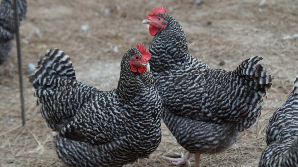 8 Plymouth Barred Rock Hatching Eggs | eBay
