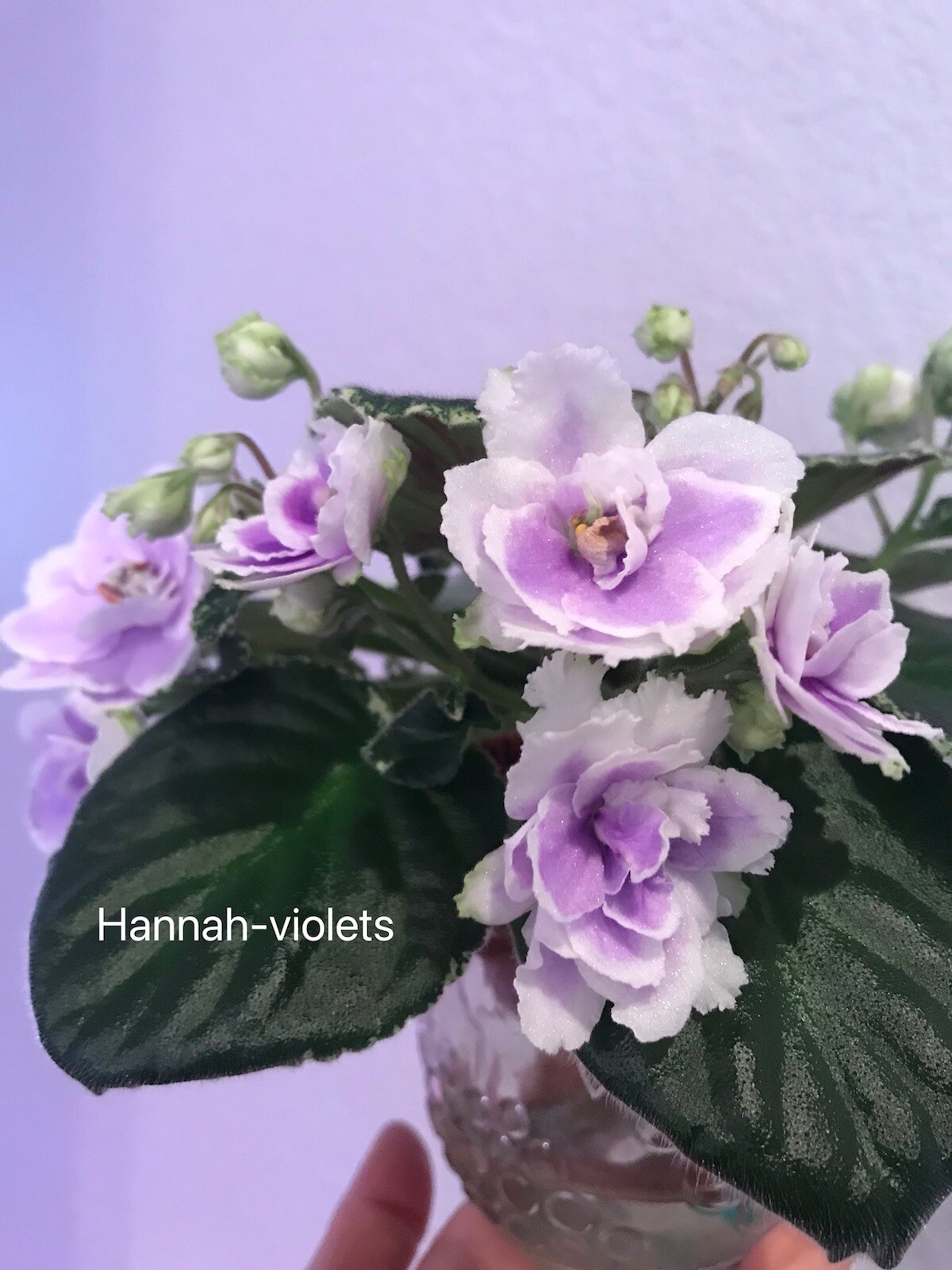 African violet Plant “Buckeye Seductress” Variegated (standard) | eBay