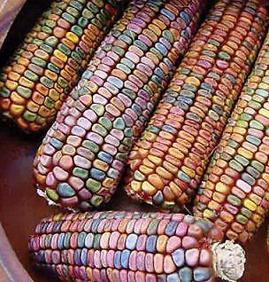 Corn Earth Tones Dent (Ornamental) 250 seeds | eBay