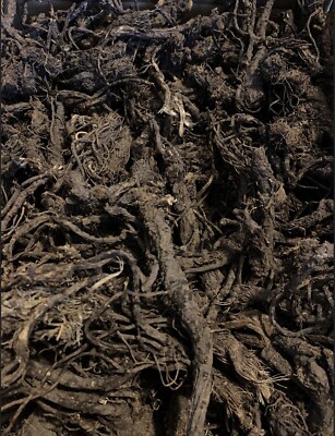 Osha Root Bear Root Ligusticum Porteri Wildcrafted Fall 2024 Harvested ...