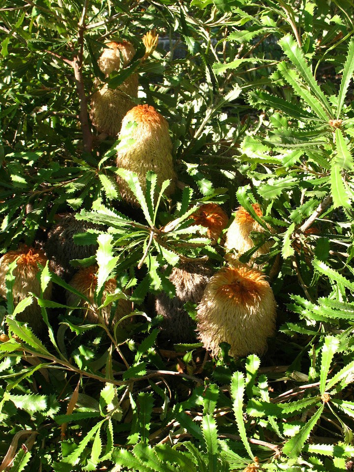 Possum Banksia (Banksia baueri) 5 seeds | eBay
