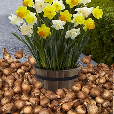 sultan_garden | eBay Australia Stores