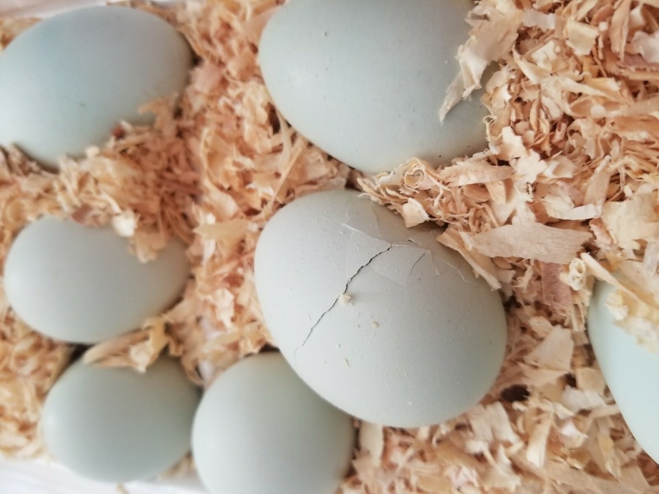 *EXTREMELY RARE* White Legbar Chicken Fertile Hatching Eggs -BLUE EGGS! | eBay