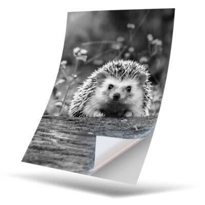 1 x Vinyl Sticker A4 - BW - Cute Cheeky Hedgehog Garden #36260 | eBay