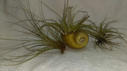 3 Air Plants & 1 Snail Shell Planter Decorative AirPlant Snail Shell ...