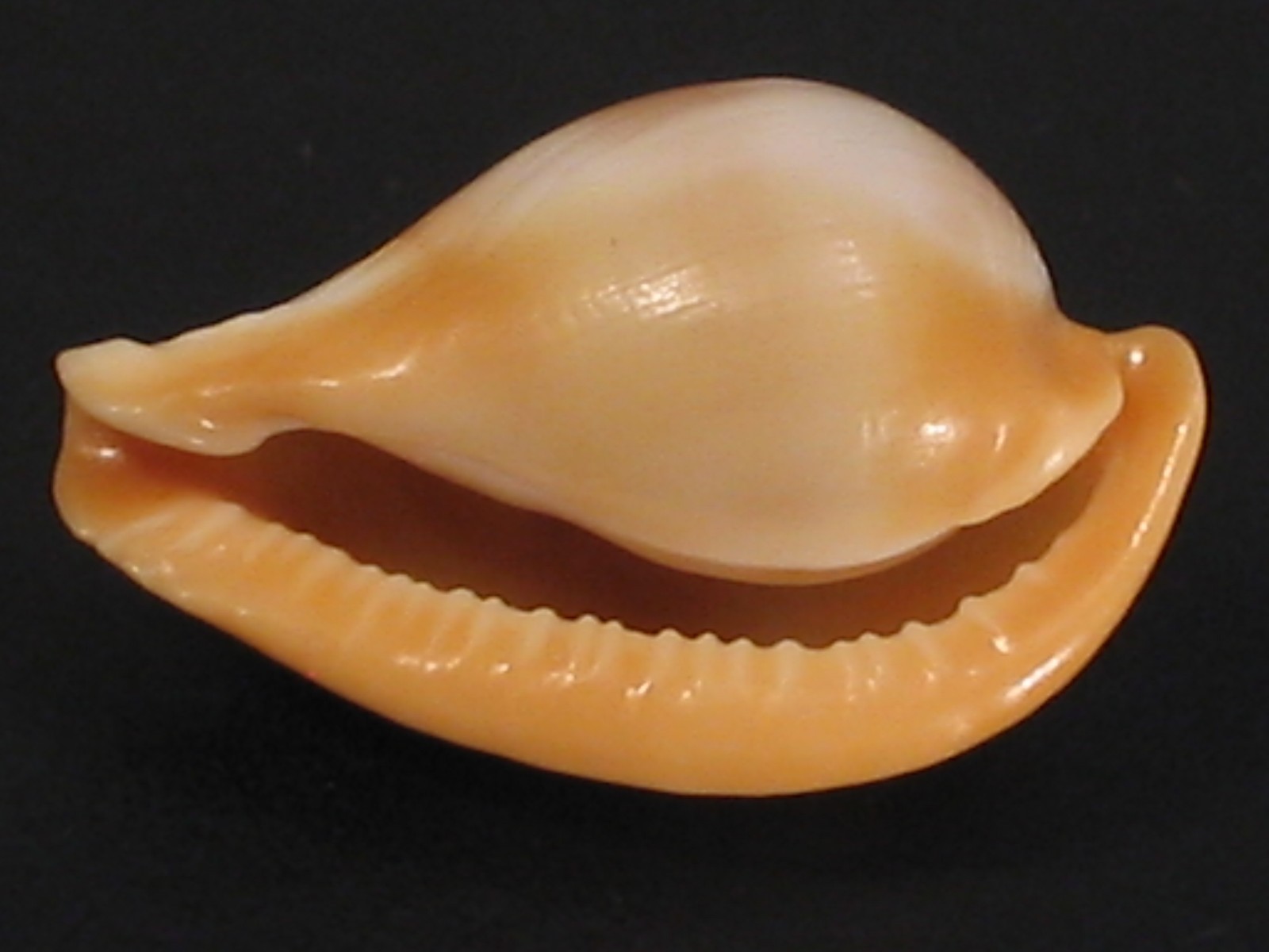 Super Color...(Ovula) MARGOVULA PYRIFORMIS~18mm/Gem~Philippines ...