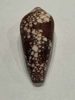 Conus magnificus F++ 51.73 mm Solmon Islands | eBay