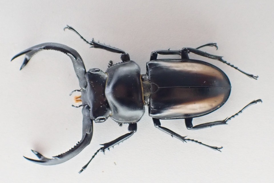 D50212. Insects, Lucanidae: Rhaetulus crenatus sp. Vietnam North. 62mm ...