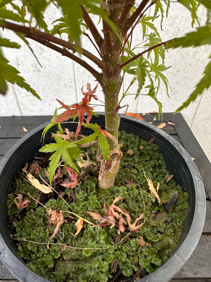Acer palmatum "Sharp's pygmy" rare Japanese maple dwarf tree full #1 ...