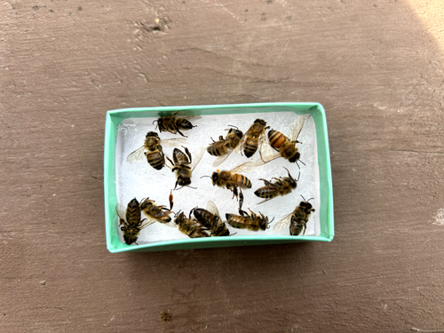 Bees Freshly Dead 60 REAL Honeybees DRIED SPECIMEN INSECT TAXIDERMY USA ...