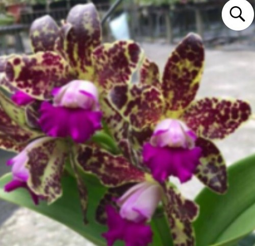 FPOrchids Cattleya Rlc. Yuan Dung Python 'Passion Fruit' mc | eBay