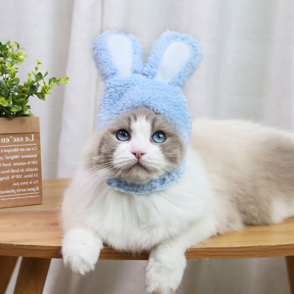2 Pcs Pet Decoration Hat Cute Cat Costume for Halloween Adorable ...