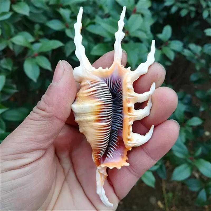 03 Large Scorpion Lambis Spider Conch Seashell Rare Real Beach Home ...