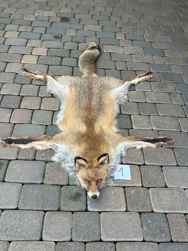 Fox skin with a stuffed head, tanned skin, fur, trophy, taxidermy ...