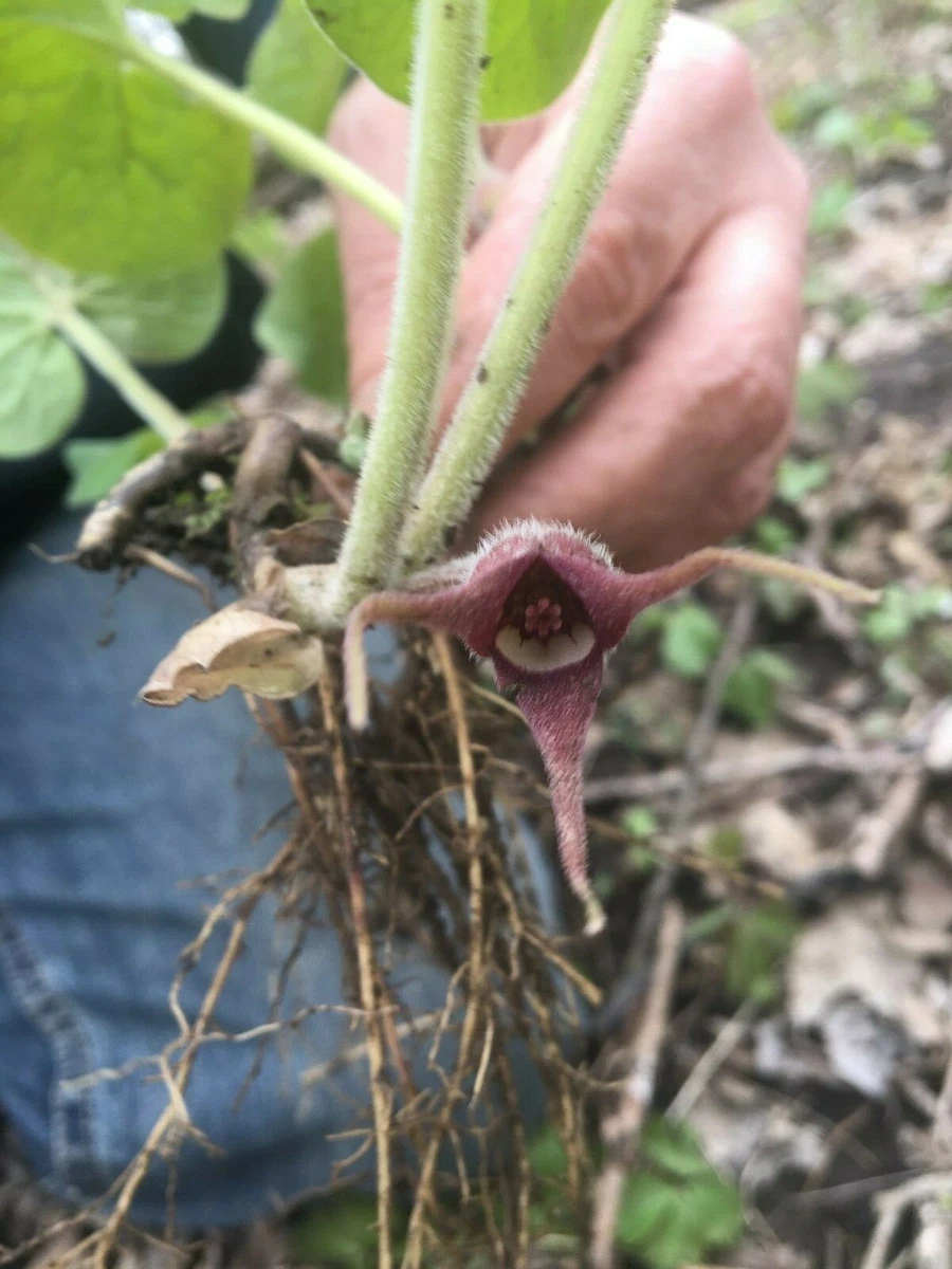 Asarum Caudatum Root