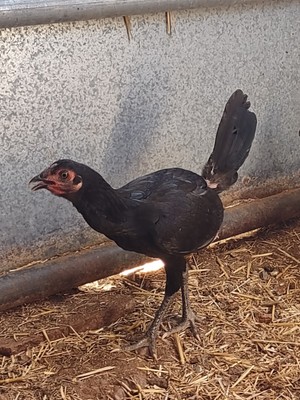 Poultry - Gamefowl Hatching Eggs