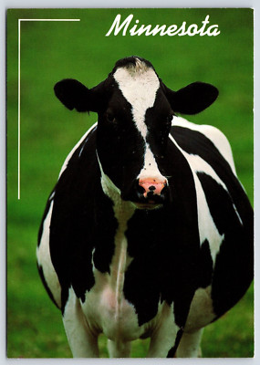 Minnesota Cows Vintage Postcard Continental | eBay