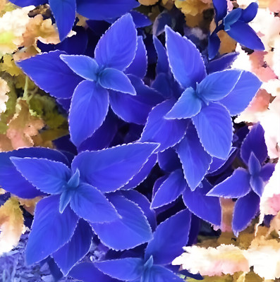 25+ Blue Coleus Seeds – Rare Blue Foliage – Easy-to-Grow Ornamental for ...