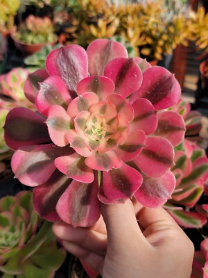 Imported Pink witch aeonium succulent | eBay UK