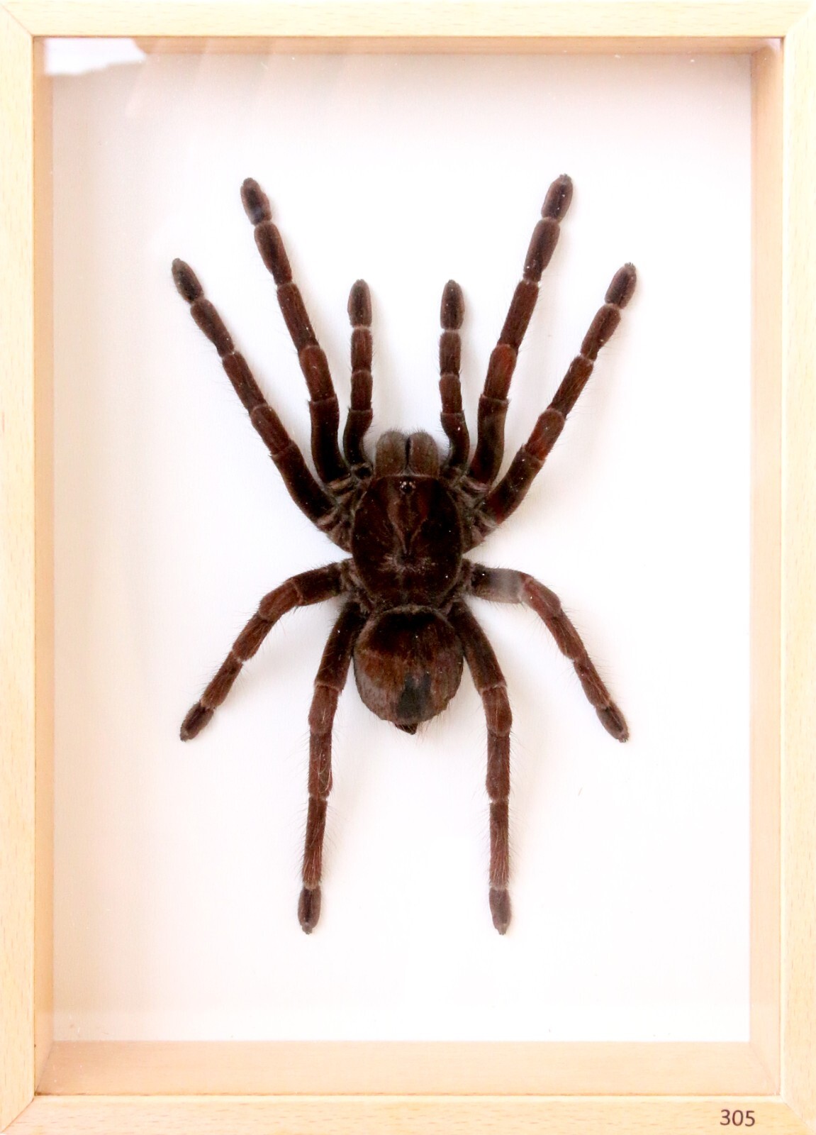 Unique Real Tarantula (Pamphobeteus platyomma) Taxidermy - Mounted ...