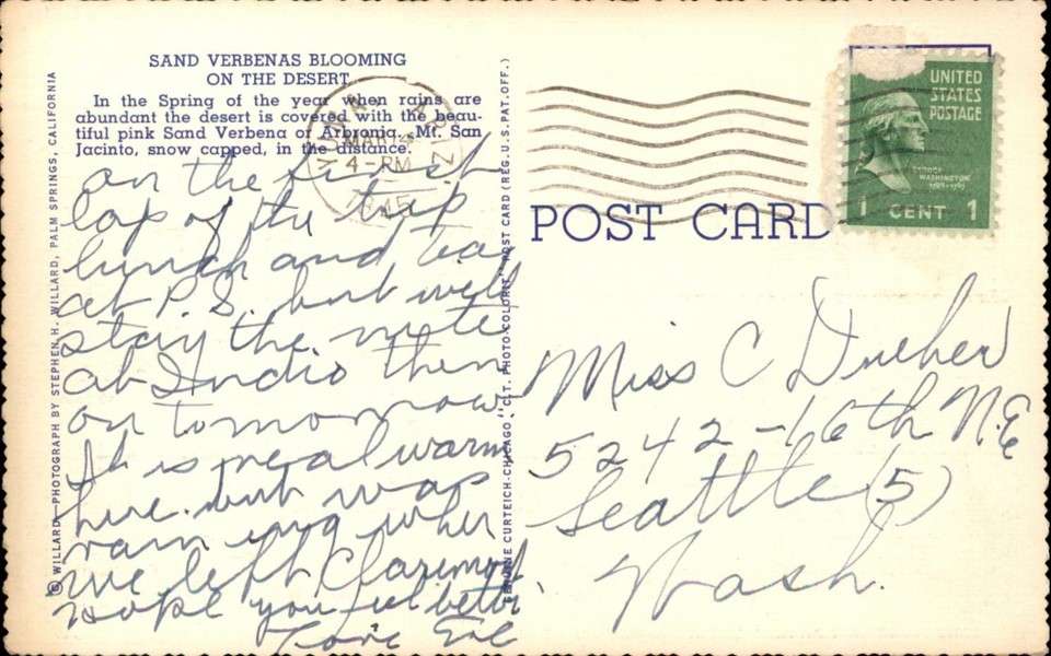 Sand Verbenas Blooming Desert Near Palm Springs California vintage ...