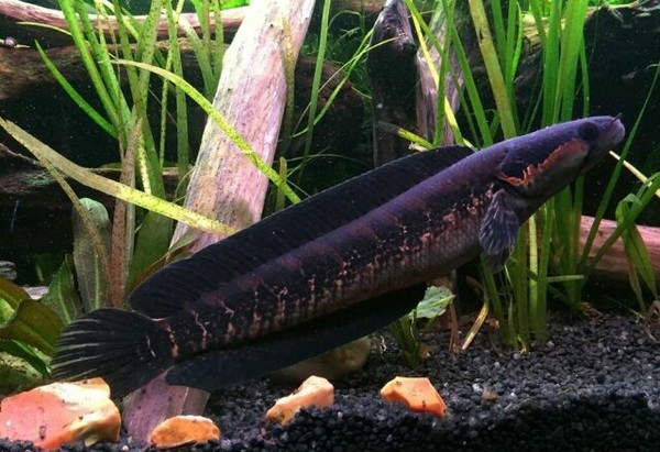 Pair of Parachanna Africana (african Snakehead) for sale online | eBay