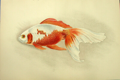 JAPAN WATONAI TWIN TAILED AQUARIUM POND FANCY GOLDFISH, 1909 Art Print ...