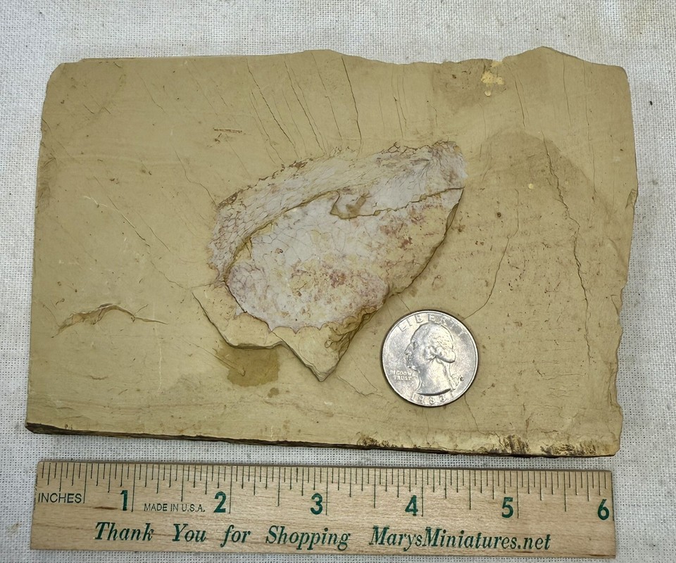 Chengjiang Fossil Site HIGH QUALITY Tuzoia Sinensis 2.75" Fossil ...