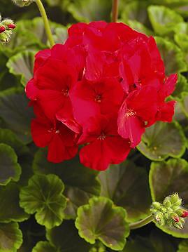 Geranium Bullseye Red 100 seeds | eBay