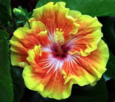 TAHITIAN SUNSET SPLENDOR~~SMALL Rooted Tropical Hibiscus Starter Plant ...