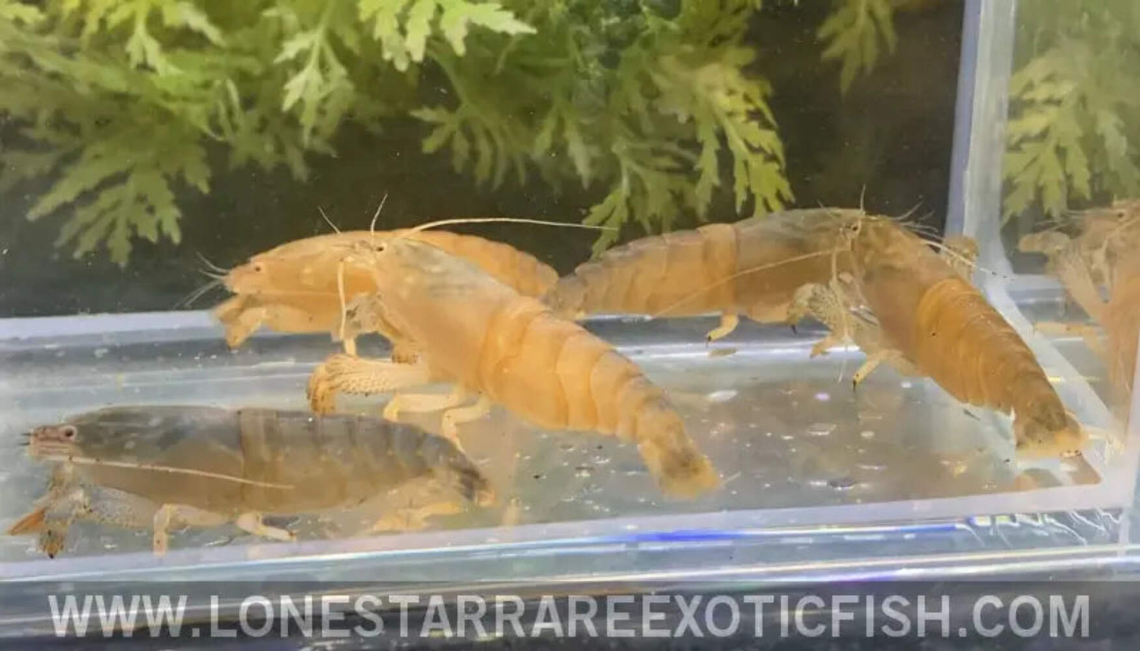 Vampire Shrimp / African Filter Shrimp / Atya gabonensis - Live ...