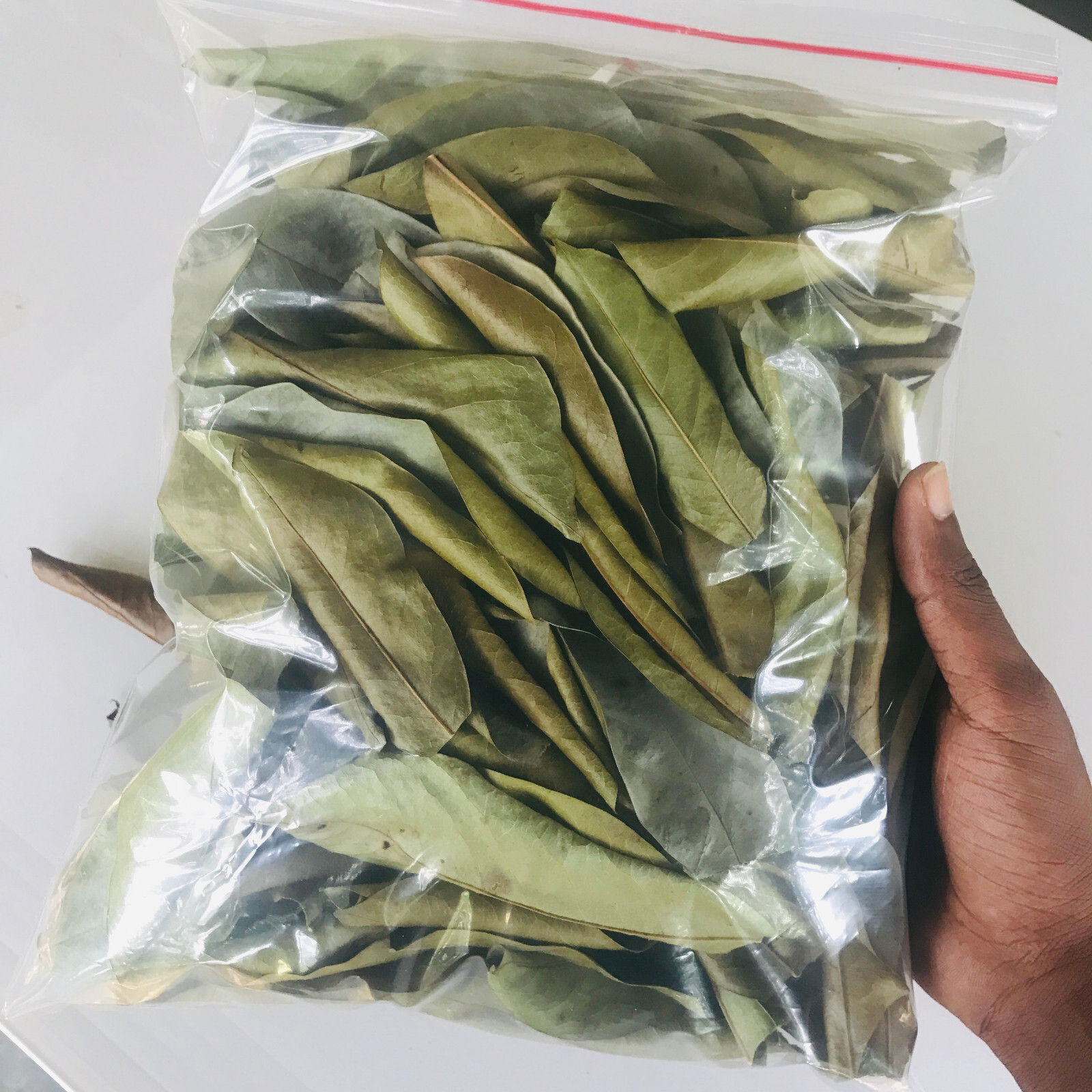 Dried Soursop Leaves Hojas De Guanabana Graviola Anona Leaf 30 g - 200 ...