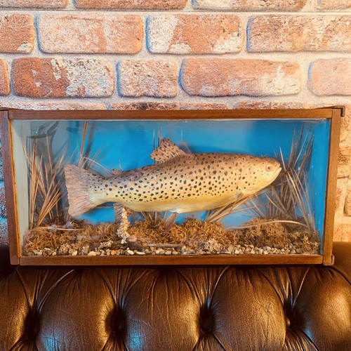 PAIR OF PAINTED FISH MODELS SPECIMENS Taxidermy | eBay UK