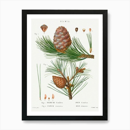 Pinus21 Sammelbuchung Löschen | eBay