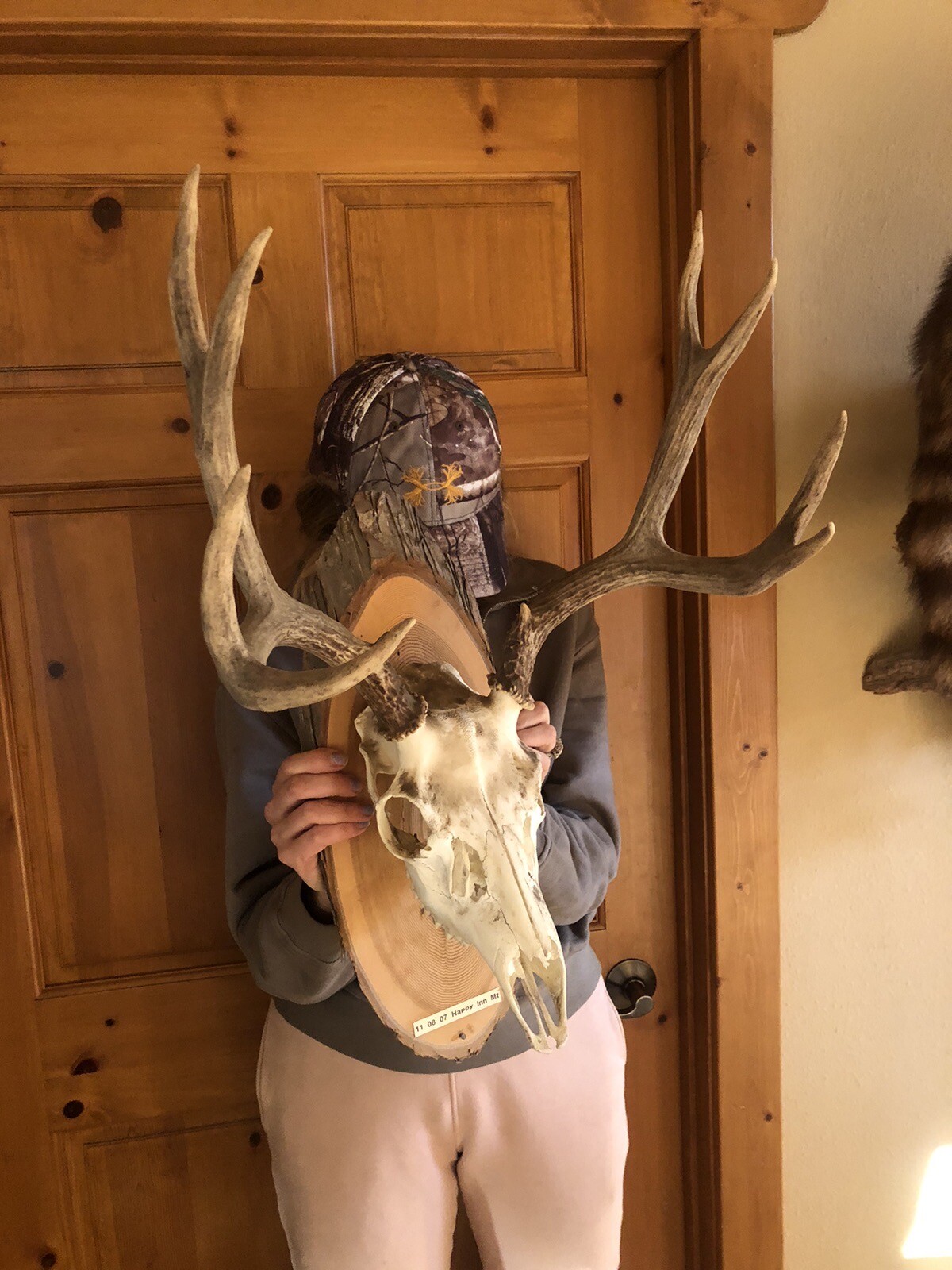 Antler Mule Deer WILD 4X4 RACK! TROPHY~MOUNT~DECOR~MOOSE~ELK~MAN~CAVE ...