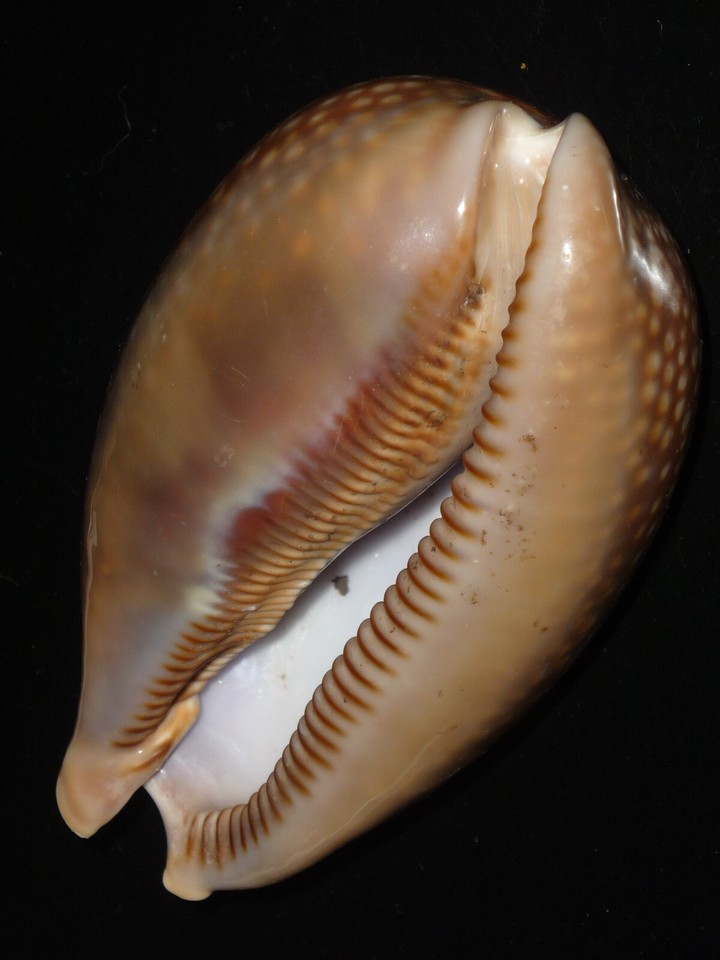 156 Cypraea cervus 127.3mm TOP GRADING IMPORTANT NATURAL SEASHELL RARE ...