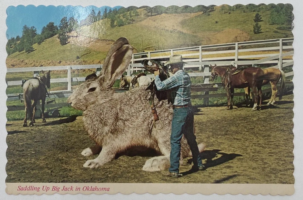 Big Jack Rabbits
