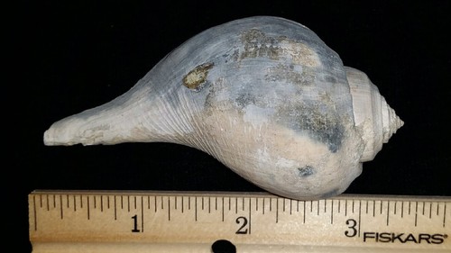 Whelk Fossil / Fossilized sea shells gastropod collectors collections ...