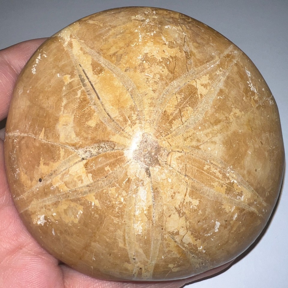 Dinosaur Era Fossil Polished SAND DOLLAR Lot 3+ Inches One Per Order | eBay