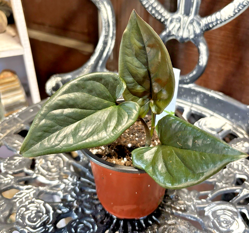Syngonium Llano Carti Road, rooted in soil in 4 inch pot! Gorgeous ...