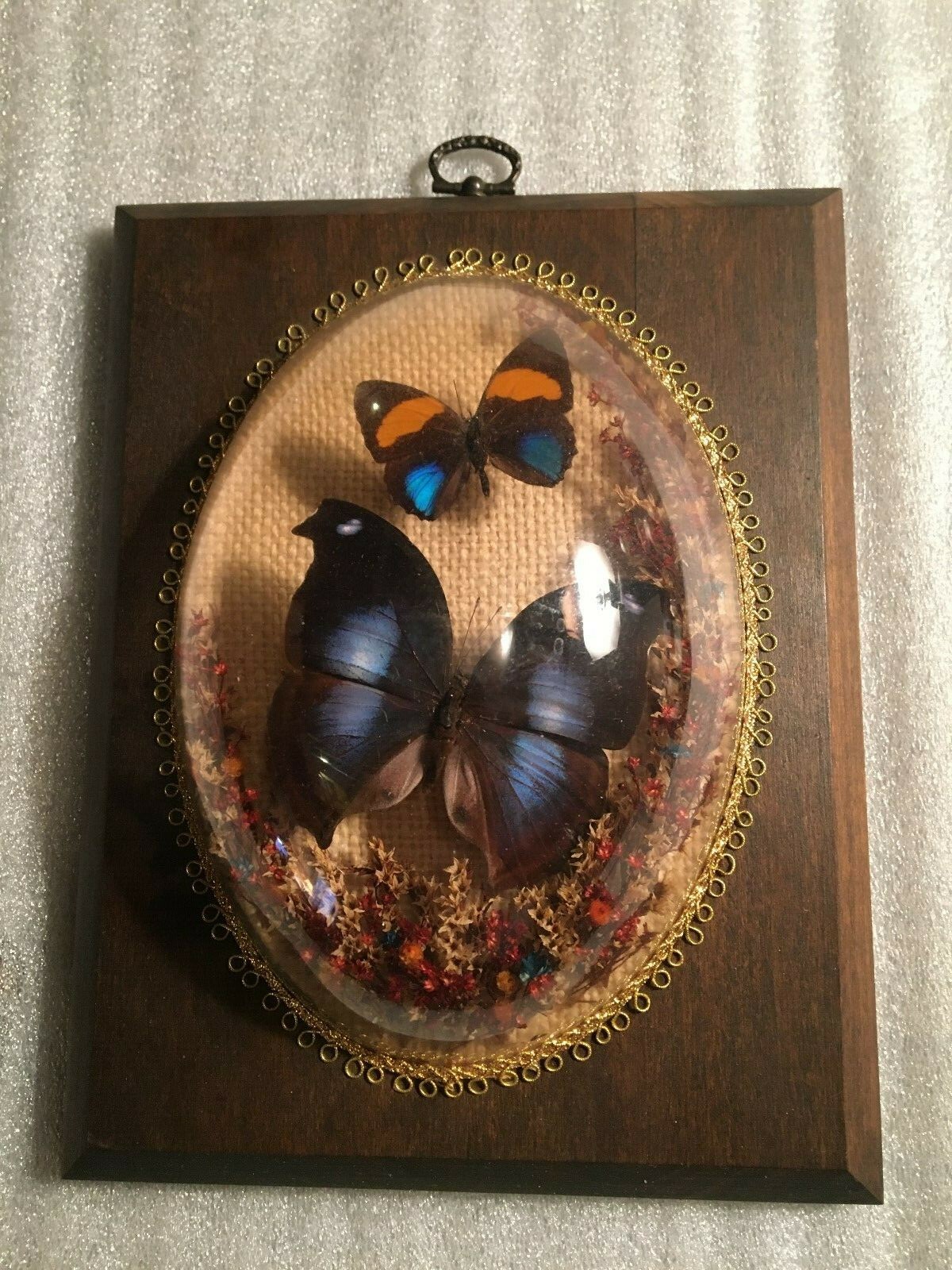 Catagramma Pastazza (Peru)- Napeocles Vucuda (Peru) Wood Plaque ...