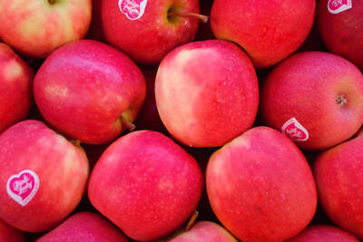 mm106 Pink lady Cripps Pink Apple Tree bareroot larger gardens post Nov ...