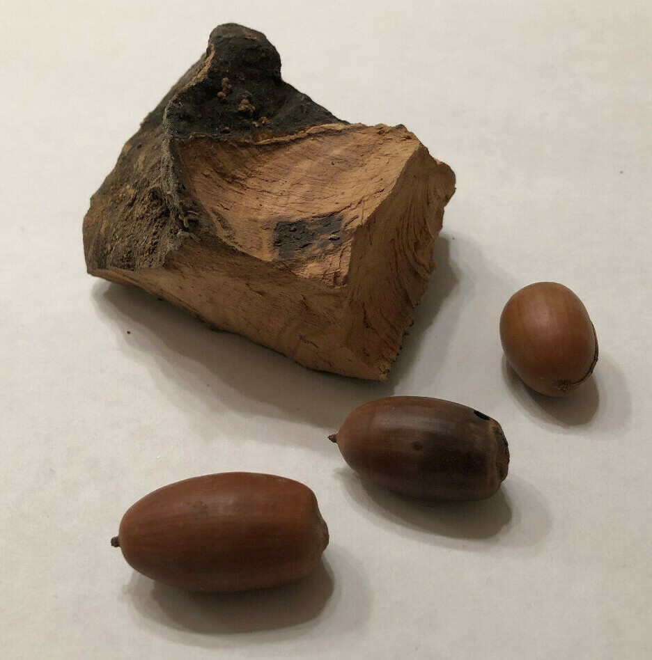 Abraham's Oak Bark Relic Tree of Mamre Acorns Hebron Ancient Holy Site ...