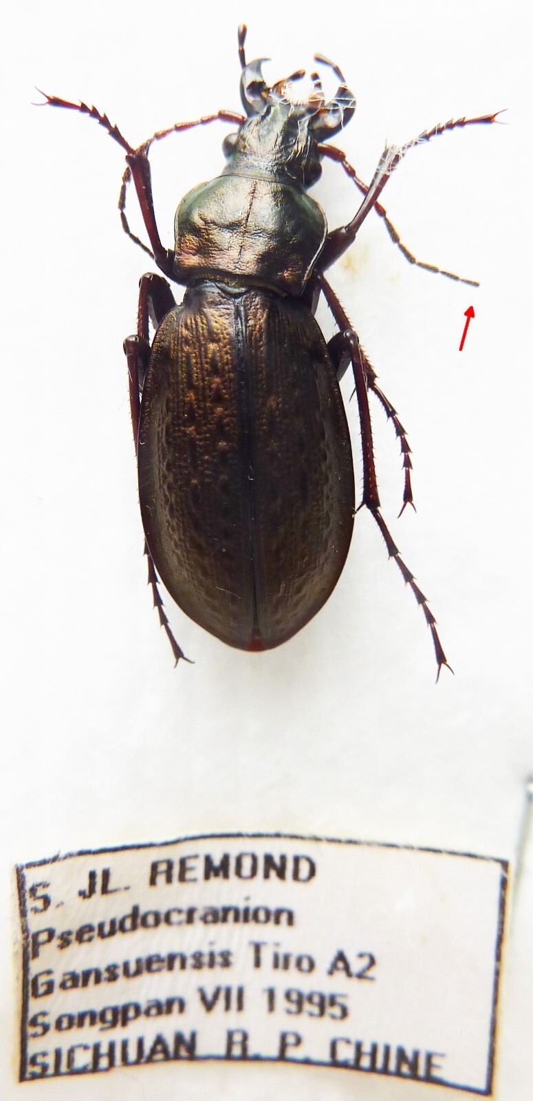 Carabus pseudocranion gansuensis tiro (female A2) from CHINA | eBay