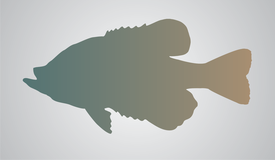 Crappie Panfish STENCIL Outdoor Summer Fish Wildlife Lake Pond DIY ...