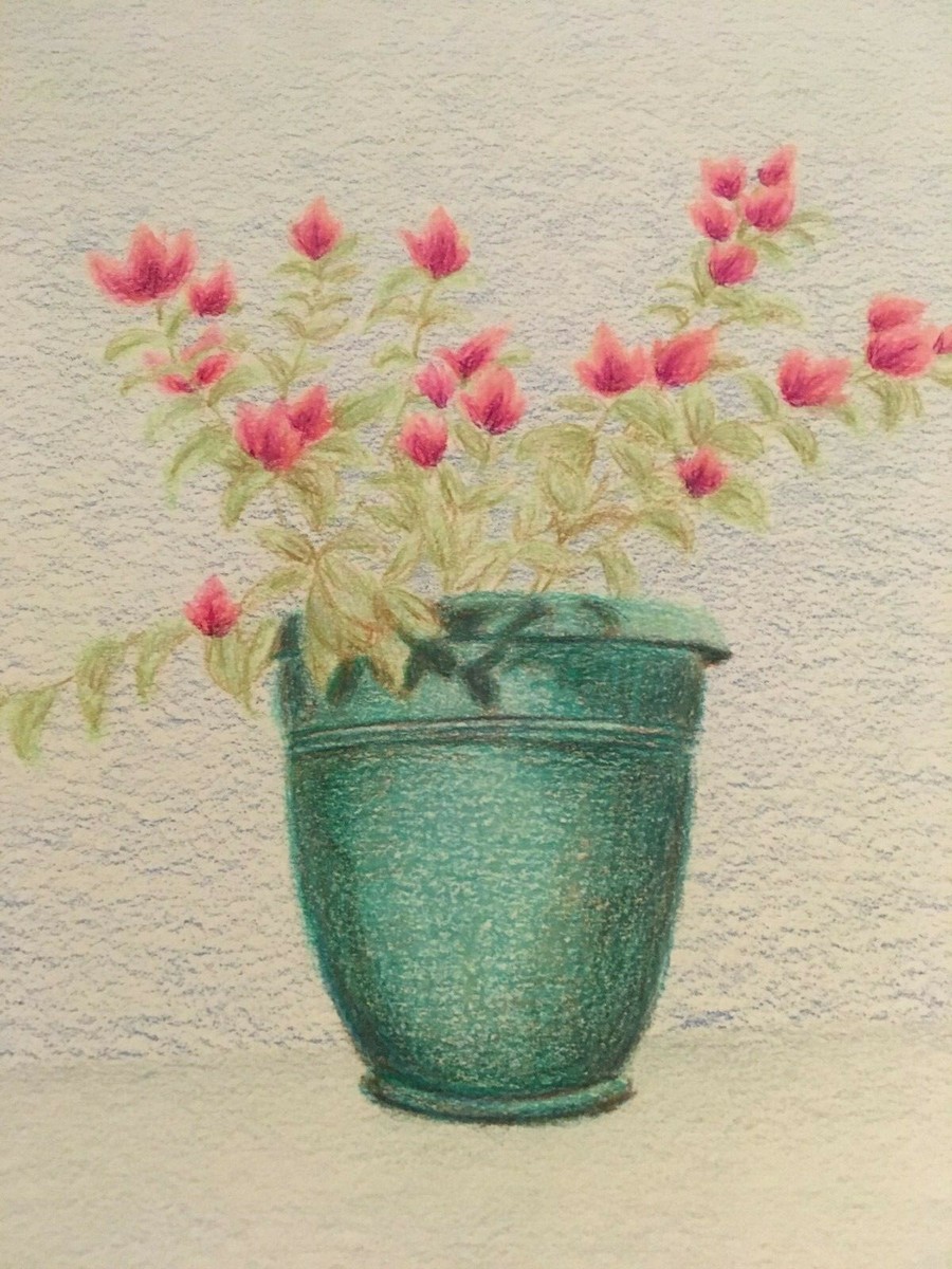 Flower Pot Drawing With Pencil Colour | Best Flower Site